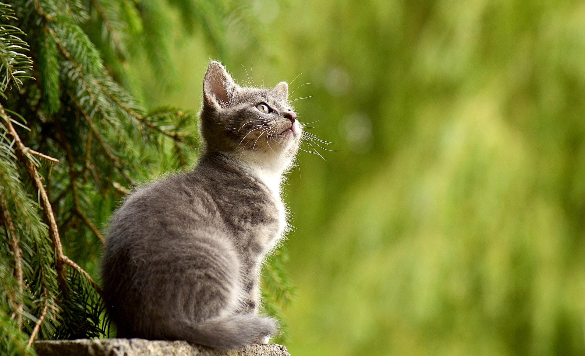 It s Happy Cat Month DeerBusters