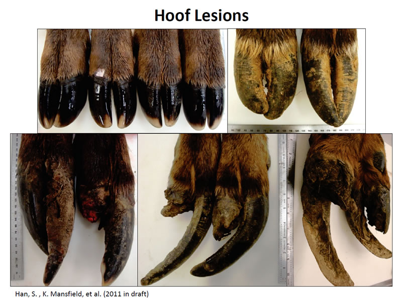 Elk Foot Disease