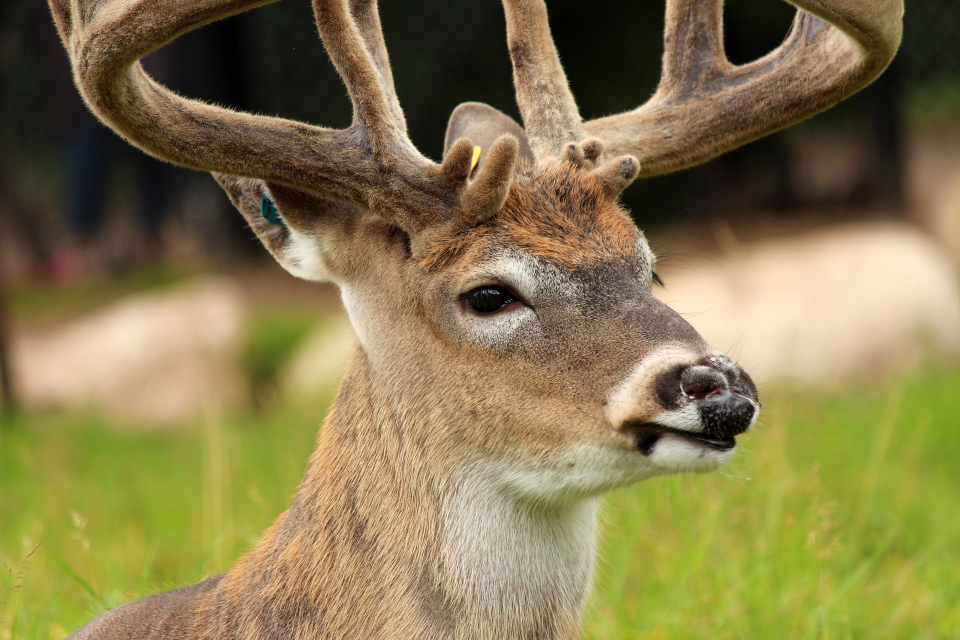 What Is Velvet On Deer Antlers DeerBusters